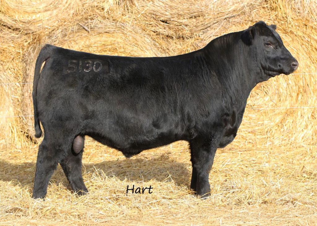 Hart Angus Farms - 2026 Bull Sale Highlights